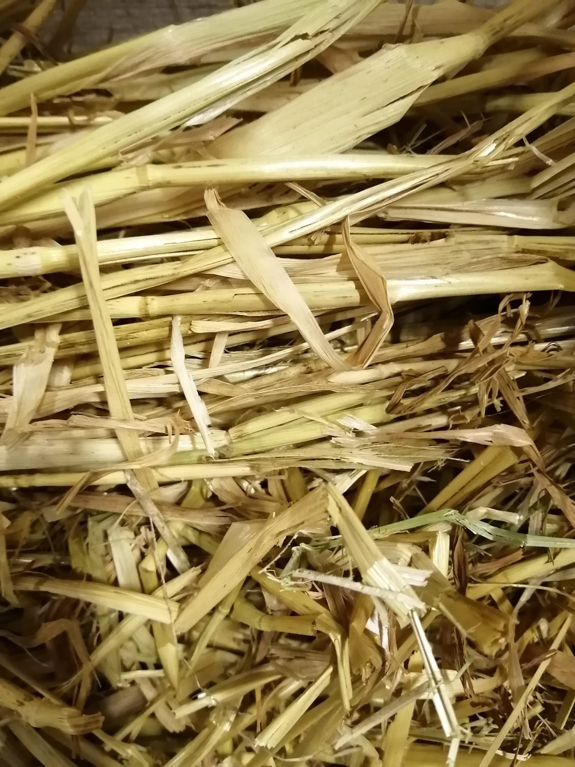 Oat hay 5kg – Chinchilla Heaven