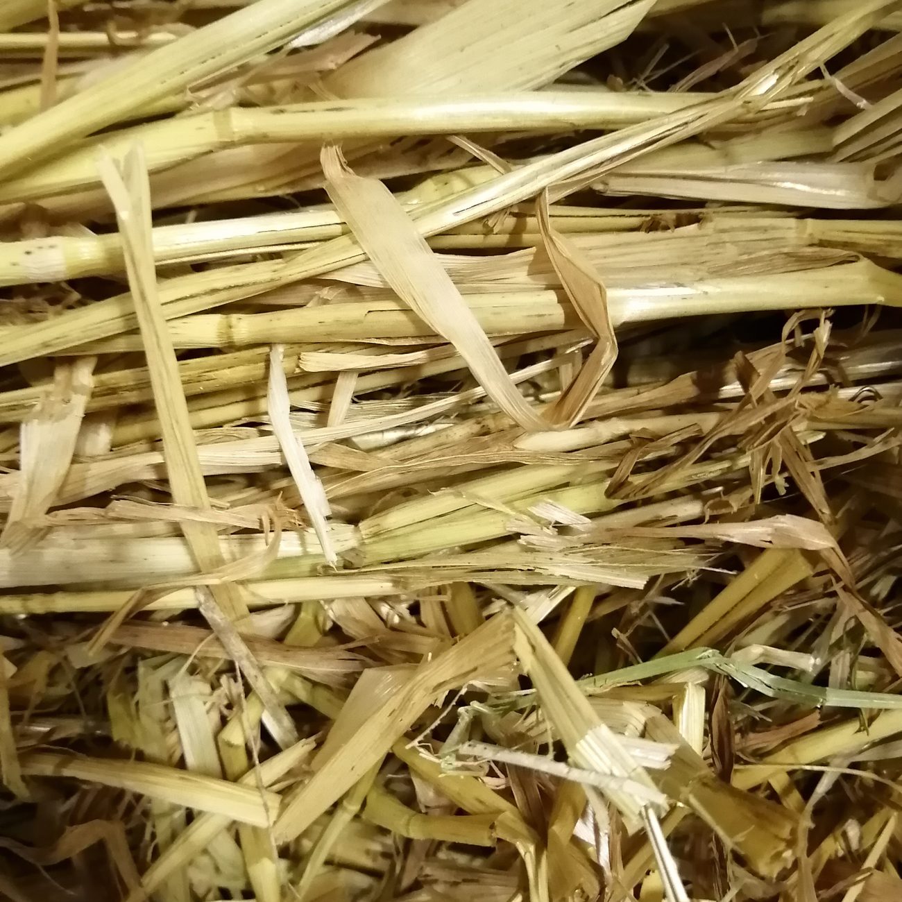 Oat hay 1kg – Chinchilla Heaven